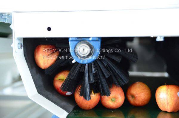 REEMOON apple sorting machines, size sorting, color sorting, apple ...