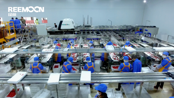 REEMOON cherry sorting machines, size sorting, color sorting, cherry ...