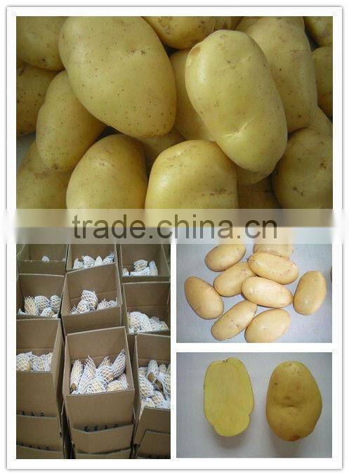 Shepody, Atlantic & Holland Table Potatoes - GoldSupplier