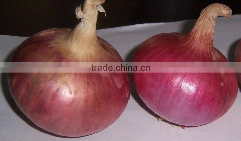Fresh Onion Red Onion from Pakistan ( Naqshbandi Enterprises ...