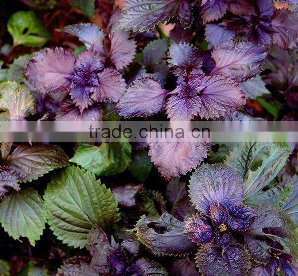 Pure Natural Plant Extract Health Drink Perilla Seed Oil - GoldSupplier