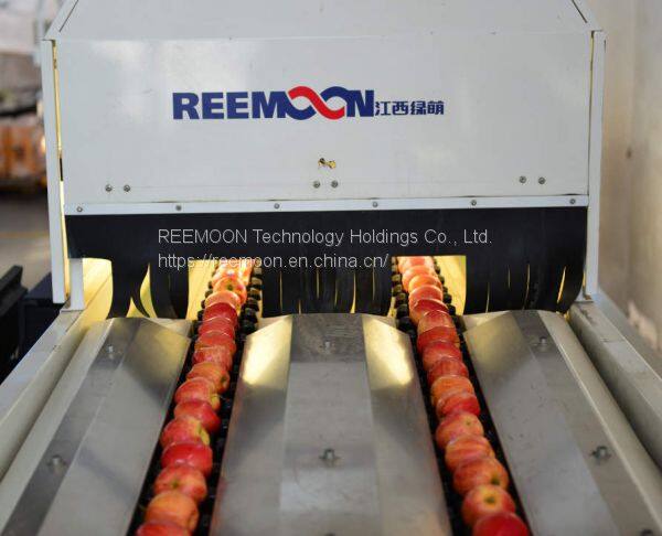 REEMOON Apple Sorting Machines, Size Sorting, Color Sorting, Apple ...