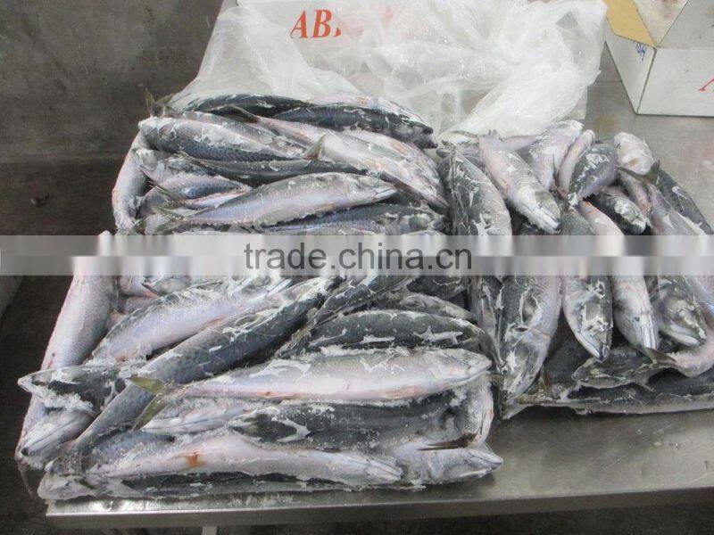 Frozen JAPAN Mackerel whole round - GoldSupplier
