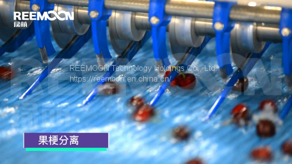 REEMOON cherry sorting machines, size sorting, color sorting, cherry ...