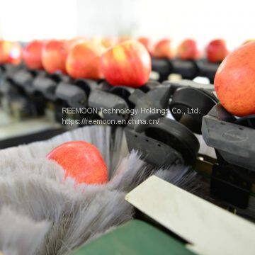 REEMOON Apple Sorting Machines, Size Sorting, Color Sorting, Apple ...