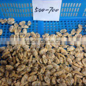 tasty and delicious high quality frozen cooked short necked clam meat ...