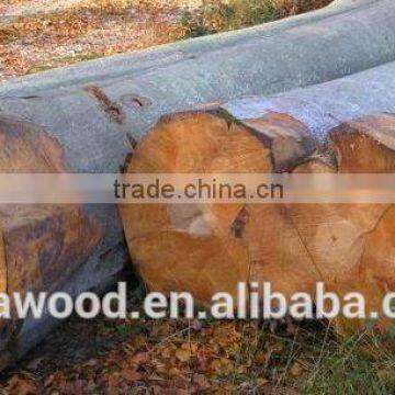 European Beech Logs,Veneer Logs - GoldSupplier