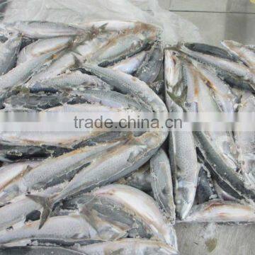 Frozen JAPAN Mackerel whole round - GoldSupplier