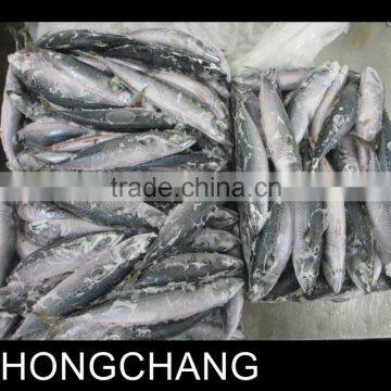 Frozen JAPAN Mackerel whole round - GoldSupplier